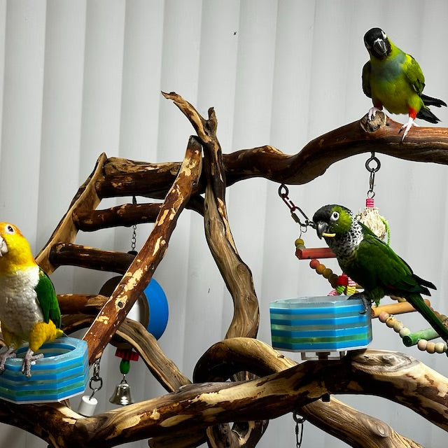 Foraging Fun – Runzas